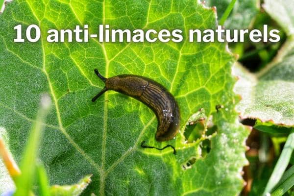Anti-limace naturel : 10 méthodes pour protéger vos plantes