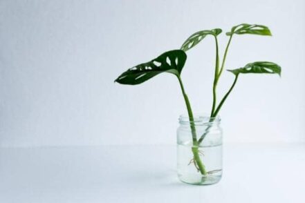 Monstera deliciosa | Fiche culture