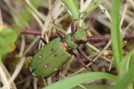 Taupin : Découvrez comment lutter contre ce ravageur