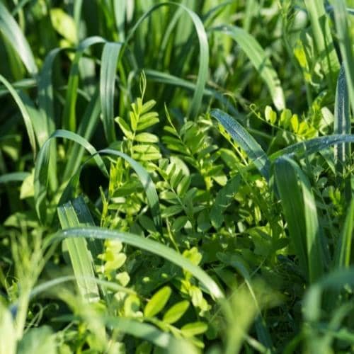 Engrais vert et mélanges d'engrais verts | auxine-shop.fr