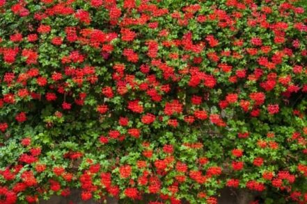 Géranium lierre : Roi des balcons | Le guide culture