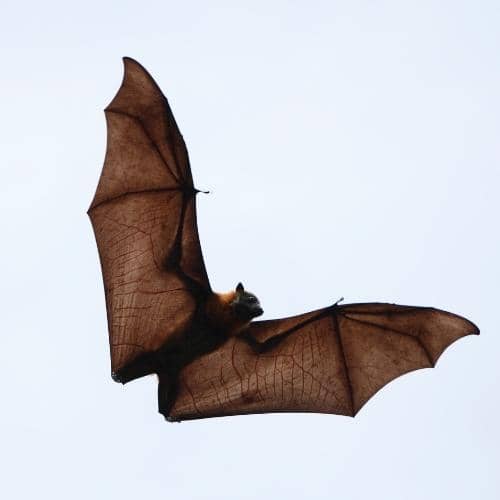 Guano et produits à base de guano | auxine-shop.fr