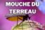 Comment se débarrasser des mouches de terreau ? Le guide