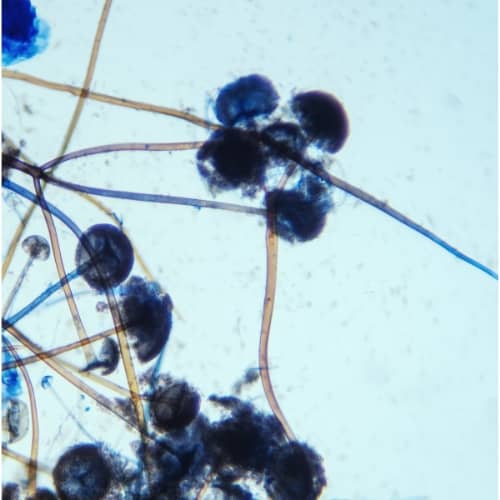 Mycorhizes | Champignons symbiotiques | Sur auxine-shop.fr