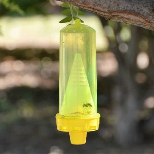 Pièges à insecte pour la protection des cultures | auxine-shop.fr