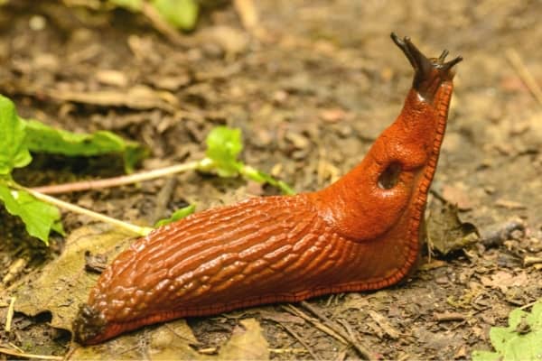 Pourquoi Des Limaces Dans Ma Maison | Ventana Blog